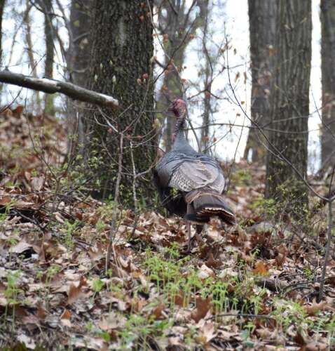 Outdoors: Fall turkey season – Lehigh Valley Press