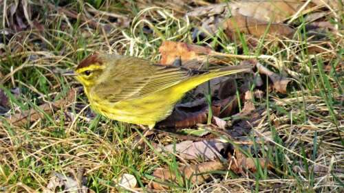 It’s In Your Nature: How animals respond to adversity – Times News Online