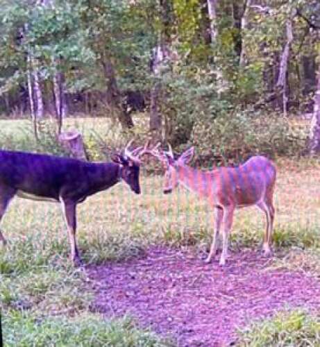 Outdoors: Rare sights for hunters – Lehigh Valley Press