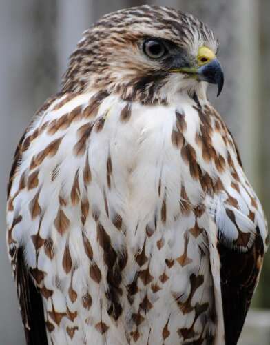 Carbon hosts animal program at Mauch Chunk Lake – Times News Online