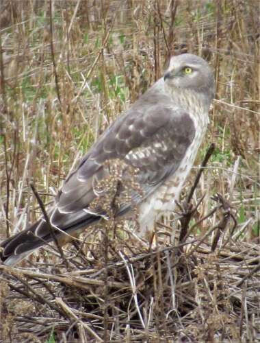 northern harrier bird code