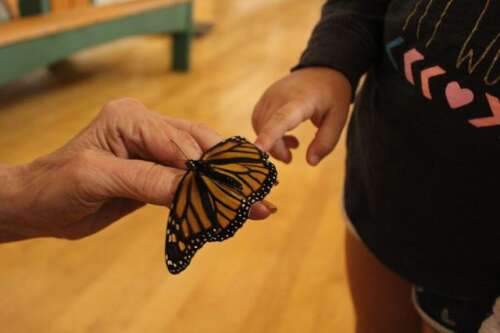 Spotlight: The Butterfly Guy – Times News Online