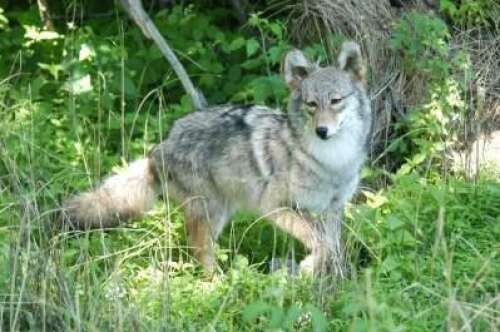 Outdoors: Coyote numbers growing in Pennsylvania – Lehigh Valley Press