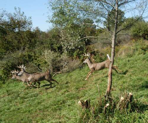 Outdoors: Another record PA deer harvest – Lehigh Valley Press
