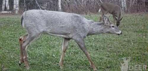 is melanistic more rare than albino