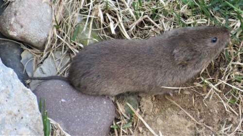 It’s in your nature: Local rodents – Times News Online