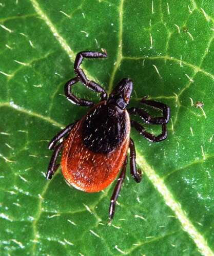 Ticks are here, there, and everywhere – Times News Online