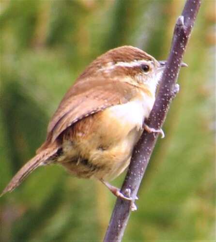 It’s in your nature: Bird field marks and anatomy – Times News Online