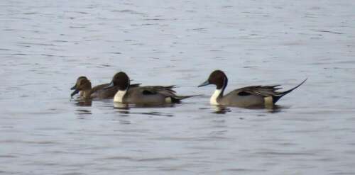 It’s going to be just ducky out there soon – Times News Online