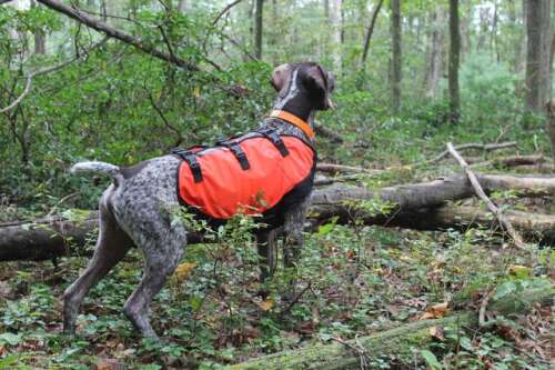 Protection for hunting dogs inside and outside – Times News Online