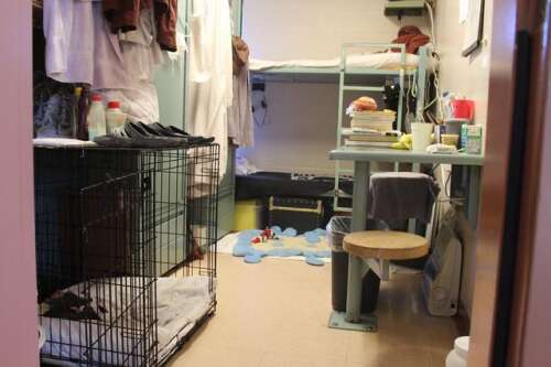 Spotlight: DAWGS Prison Program benefits rescue animals, inmates ...