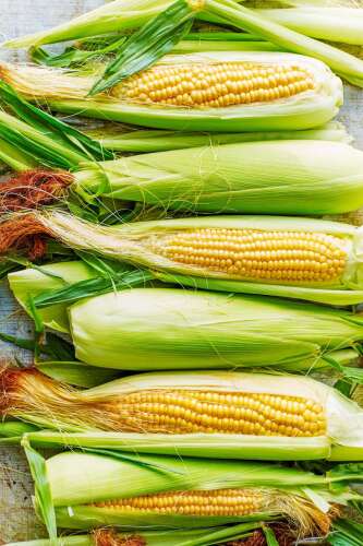 3 ways to save sweet corn – Times News Online