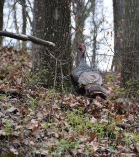 Outdoors: Fall turkey season gets started – Lehigh Valley Press