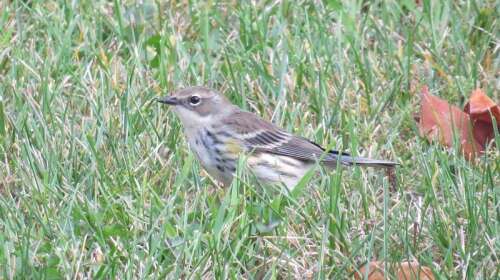 It’s in your nature: Do you know your warblers? – Times News Online