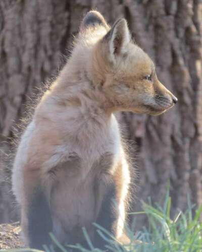 It’s in your nature: Sleek, swift, and cunning red foxes – Times News ...