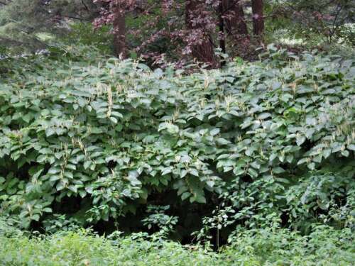 It’s in your nature: Alien invaders — introduced species – Times News ...