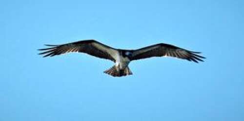 It’s In Your Nature: Take note of how raptors, other birds fly – Times ...
