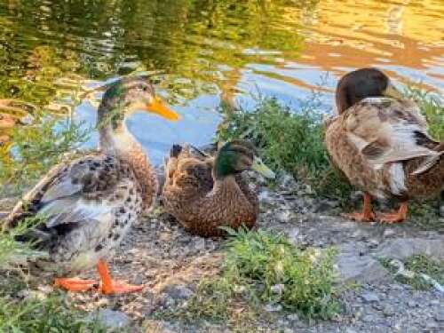 Finally something to quack about – Times News Online