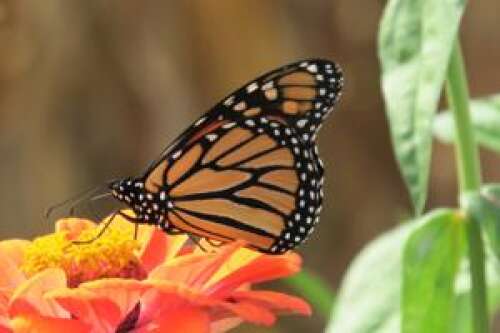 It’s In Your Nature: Get out and enjoy fall insects – Times News Online