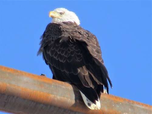 It’s in your nature: What do raptors eat? – Times News Online