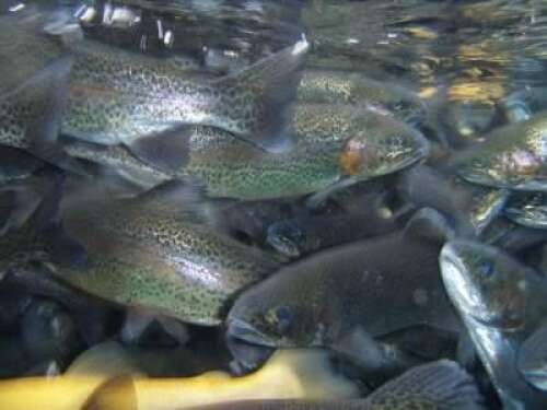 Outdoors: PFBC releases trout stocking schedules – Lehigh Valley Press