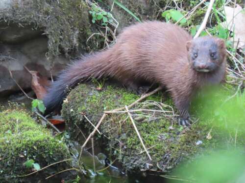 It’s In Our Nature: Catching a glimpse of mink – Times News Online