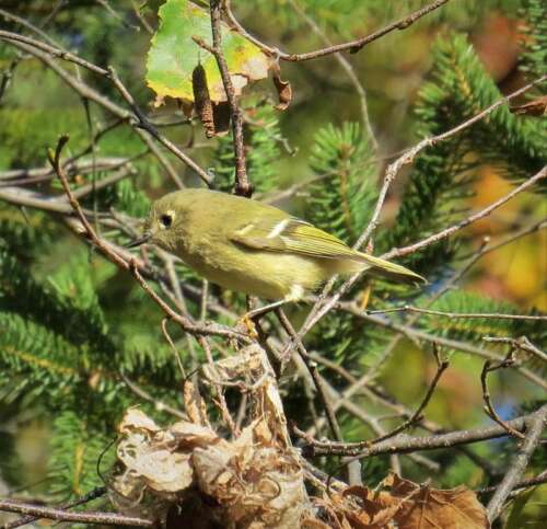 ruby crowned kinglet nest