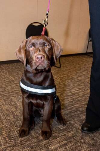 Not a collie, but LLASie comes home to CLIU 21 – Lehigh Valley Press