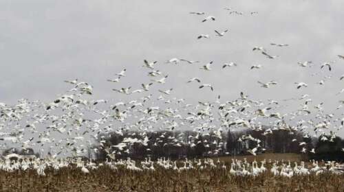 Winter arrival – Times News Online