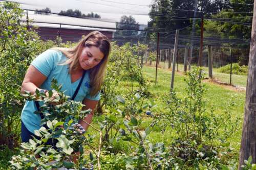 Blueberry fields forever – Times News Online