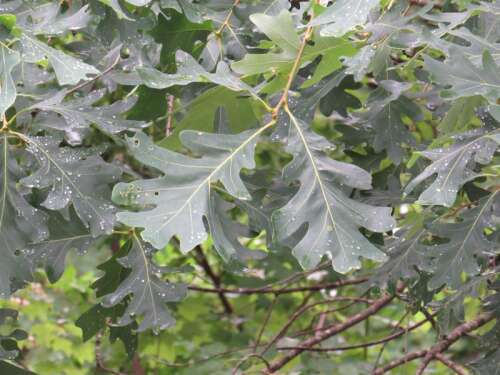 pinnately lobed leaf examples