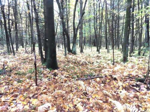 It’s in your nature: Exploring the forest floor – Times News Online