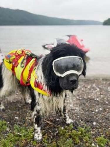 Dog rescue brings new meaning to ‘man’s best friend’ – Times News Online