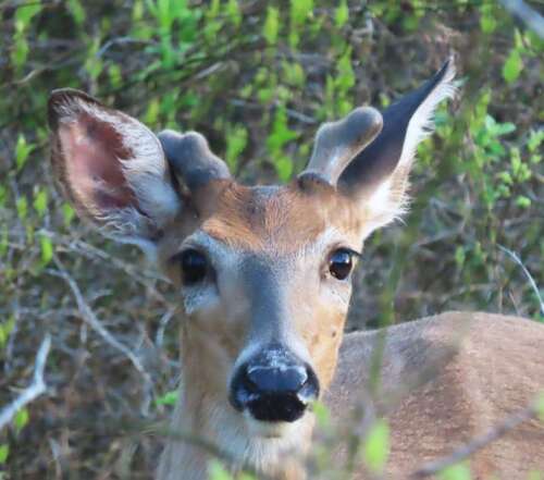 DEVELOPING ANTLERS – Times News Online