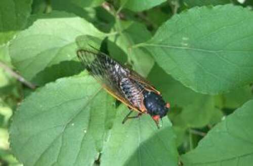 Cicada Brood XIV to emerge soon – Times News Online