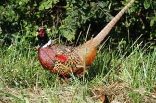 Outdoors: Pheasant hunting set to begin – Lehigh Valley Press