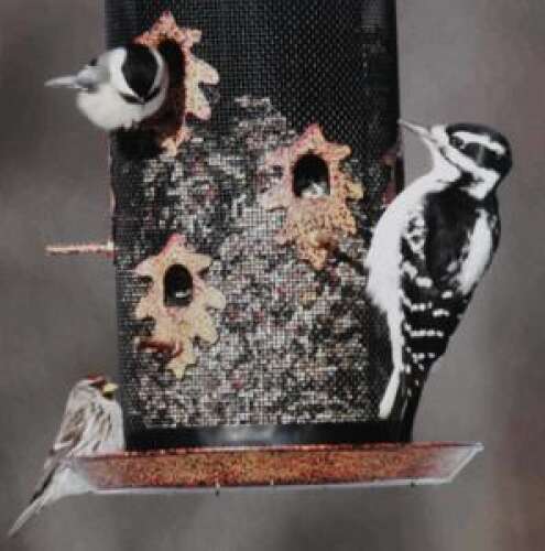 Outdoors: December is bird feeding season – Lehigh Valley Press