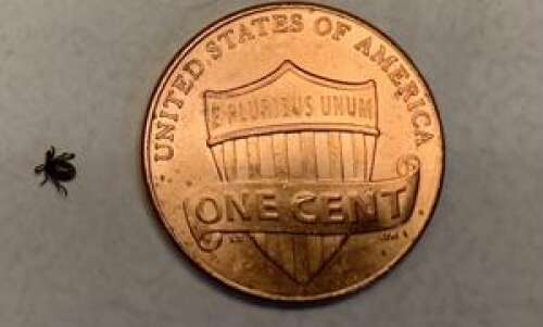 Heading outdoors? Ticks already a menace – Times News Online