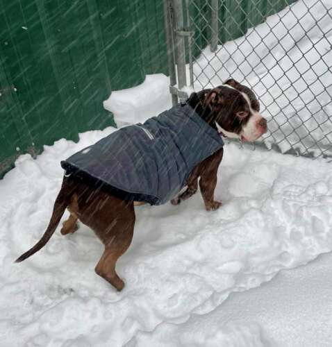 Shelter director rides out storm with dogs – Times News Online