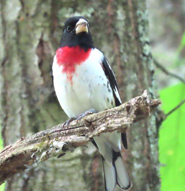 It’s In Your Nature: Making sense of some bird names – Times News Online