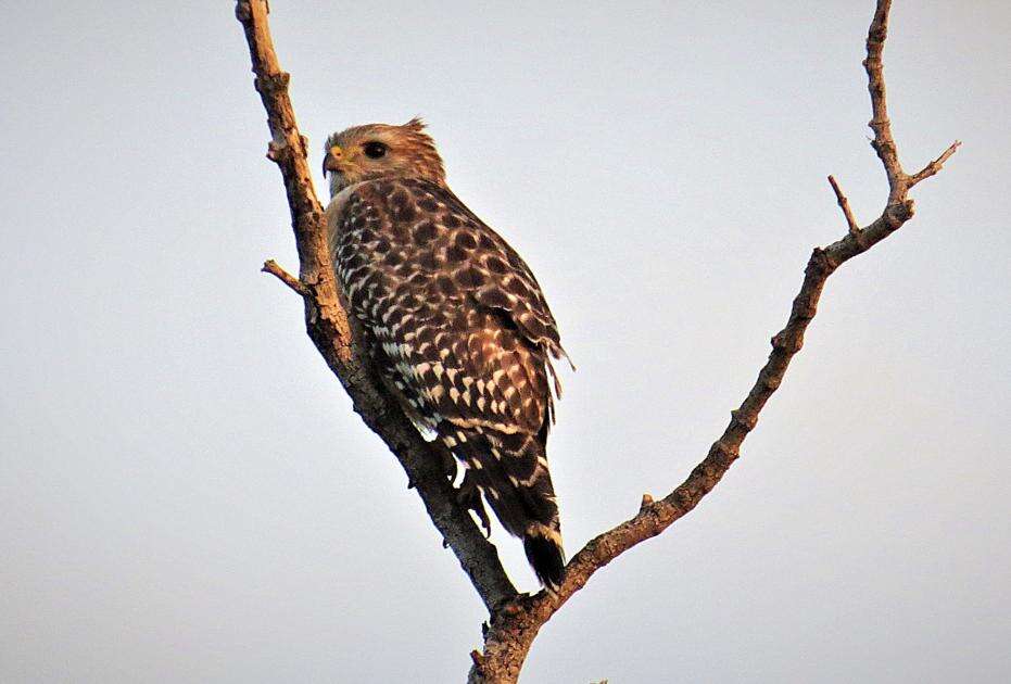 It’s In Your Nature: Making sense of some bird names – Times News Online